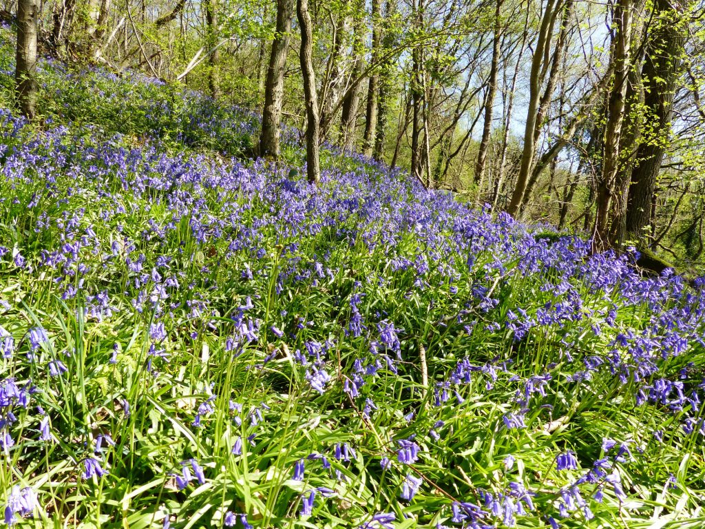 The Churnet Valley Around Consall Wood And Kingsley - Half-Day Walker